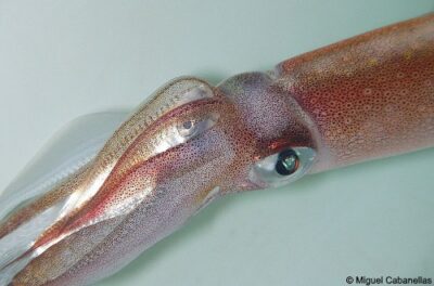 Lure Fishing for Squid | British Sea Fishing