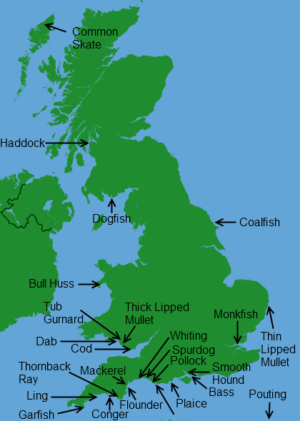 UK Record Fish Catches | Britishseafishing.co.uk