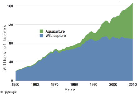 Scottish Fish Farming | British Sea Fishing