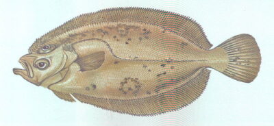 Megrim | British Sea Fishing