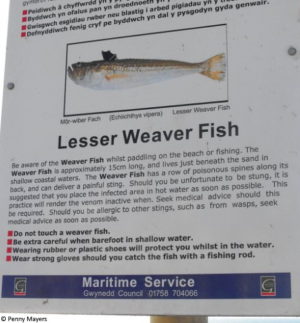 Lesser and Greater Weever Fish | Britishseafishing.co.uk