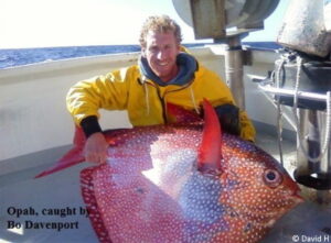 Opah | British Sea Fishing