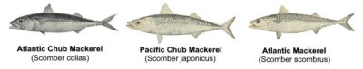Atlantic Chub Mackerel | British Sea Fishing