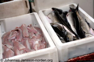 Brexit and Britain's Fisheries | British Sea Fishing