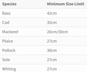 Which Species of Fish Should be Returned? | British Sea Fishing