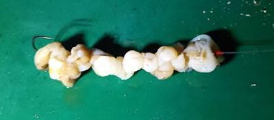 Razorfish | British Sea Fishing